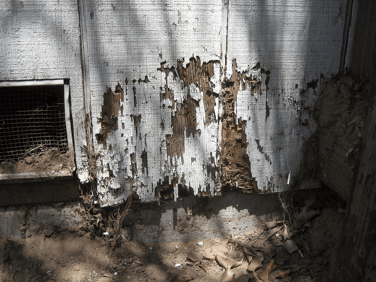 Termite Insurance Coverage for Home Inspectors - EliteMGA, LLC